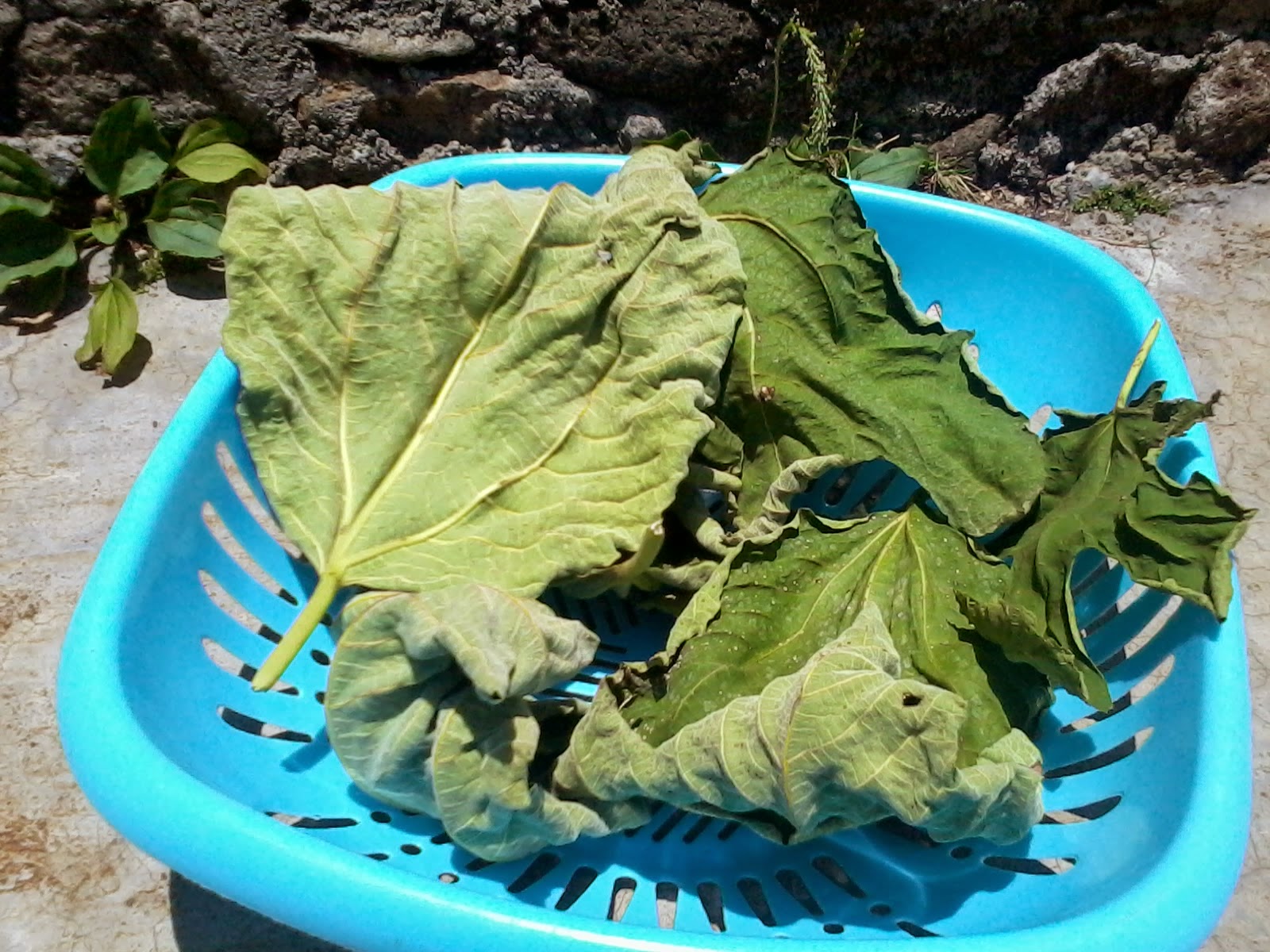 BOGOR FIG GARDEN: Teh Daun Tin untuk Melancarkan Kencing Batu