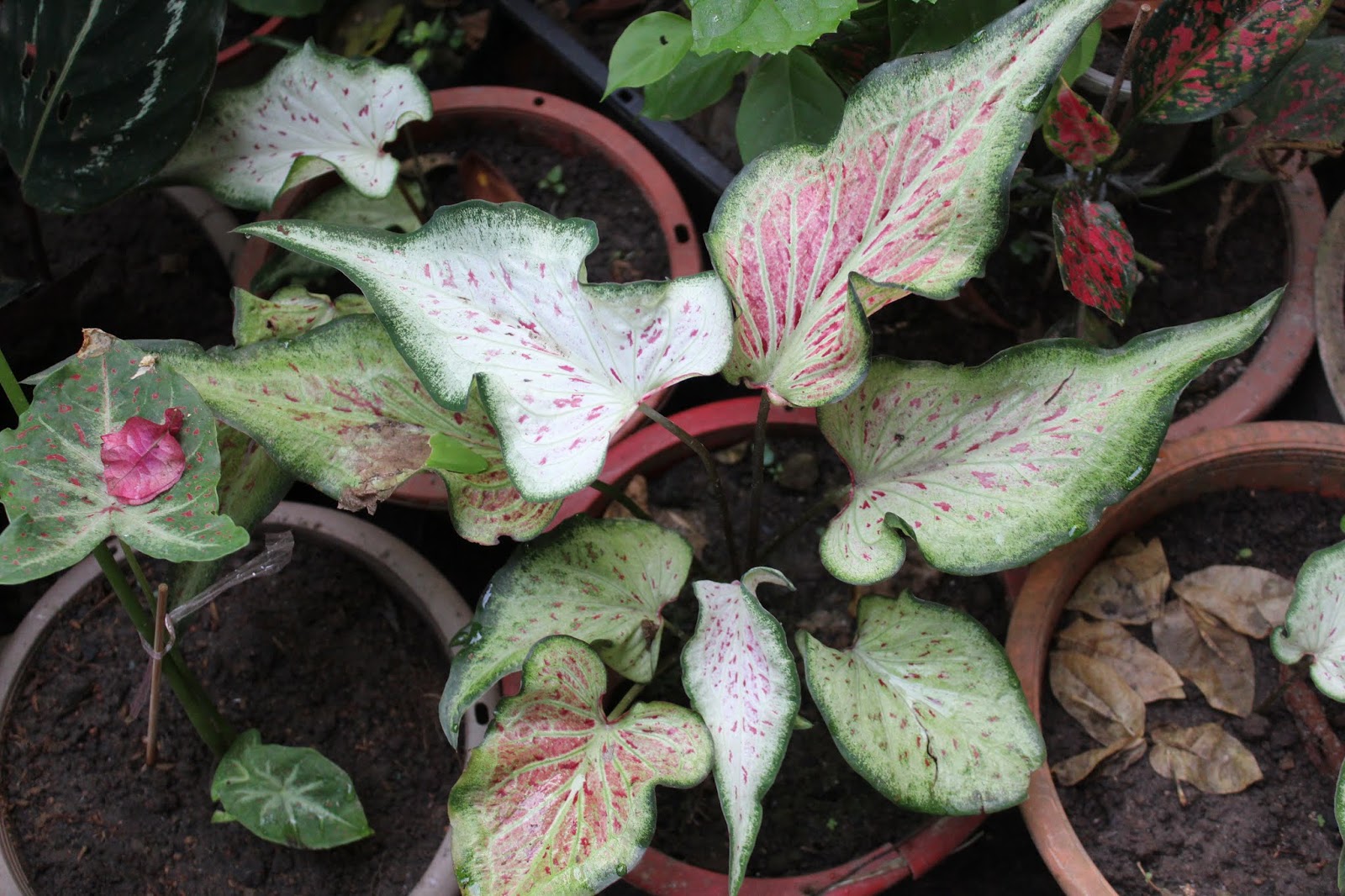 Memburu Bunga Keladi