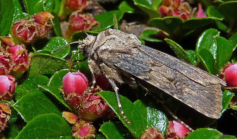 Cambs Moth Gallery