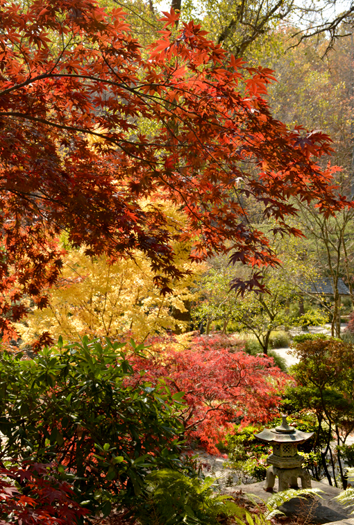 wanderlust ATLANTA: Japanese Maple Tree Festival 2016