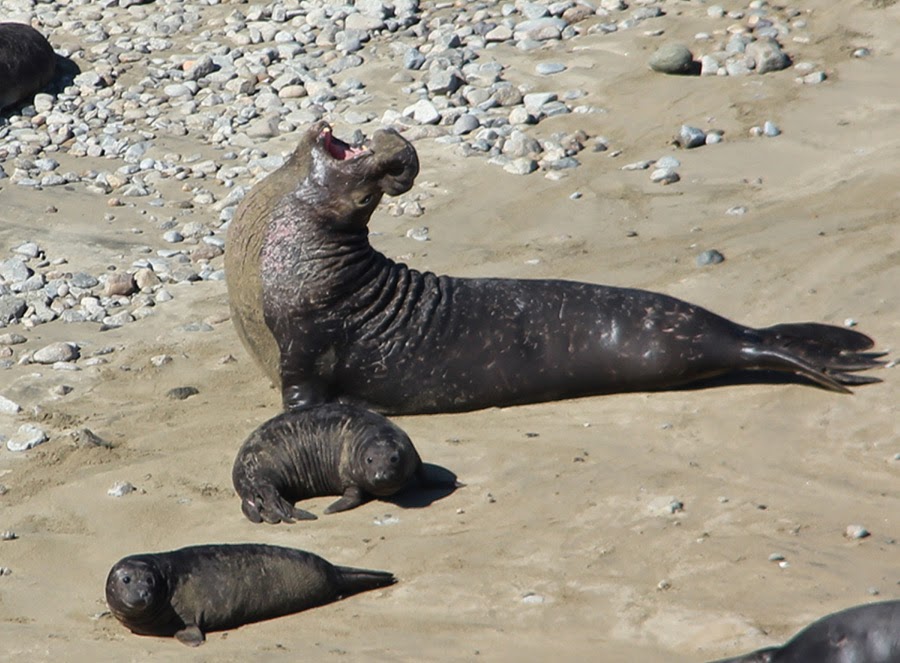 Vickie Henderson Art: Point Reyes National Seashore--Northern Elephant ...