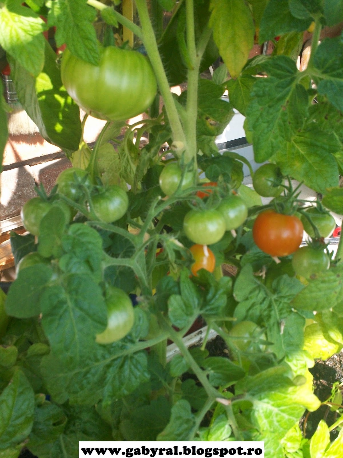 Roșii cherry pe balcon | BRICOLAJ - GRADINA - SFATURI si IDEI