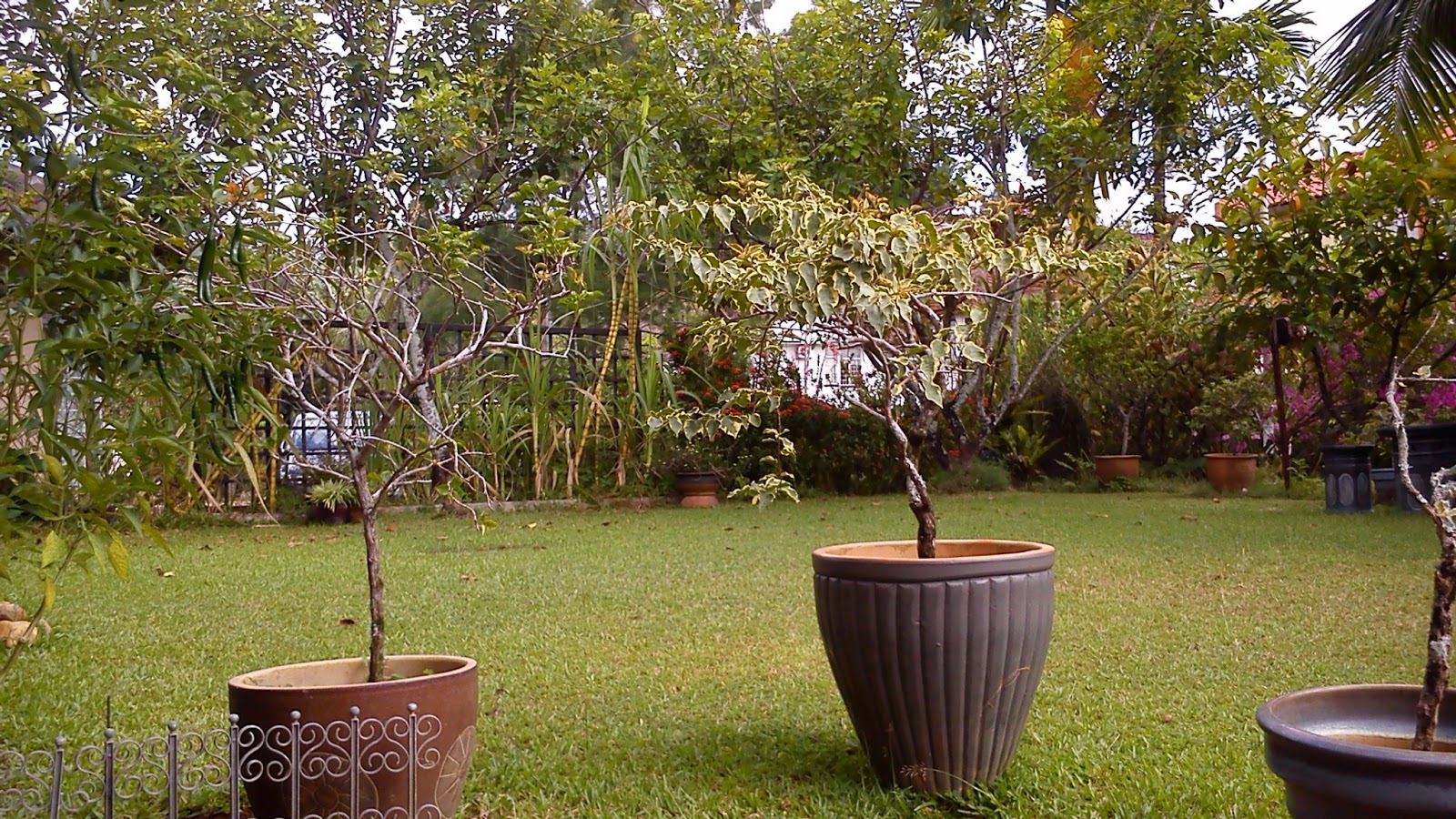 Keringat: Pasu dan Rumput