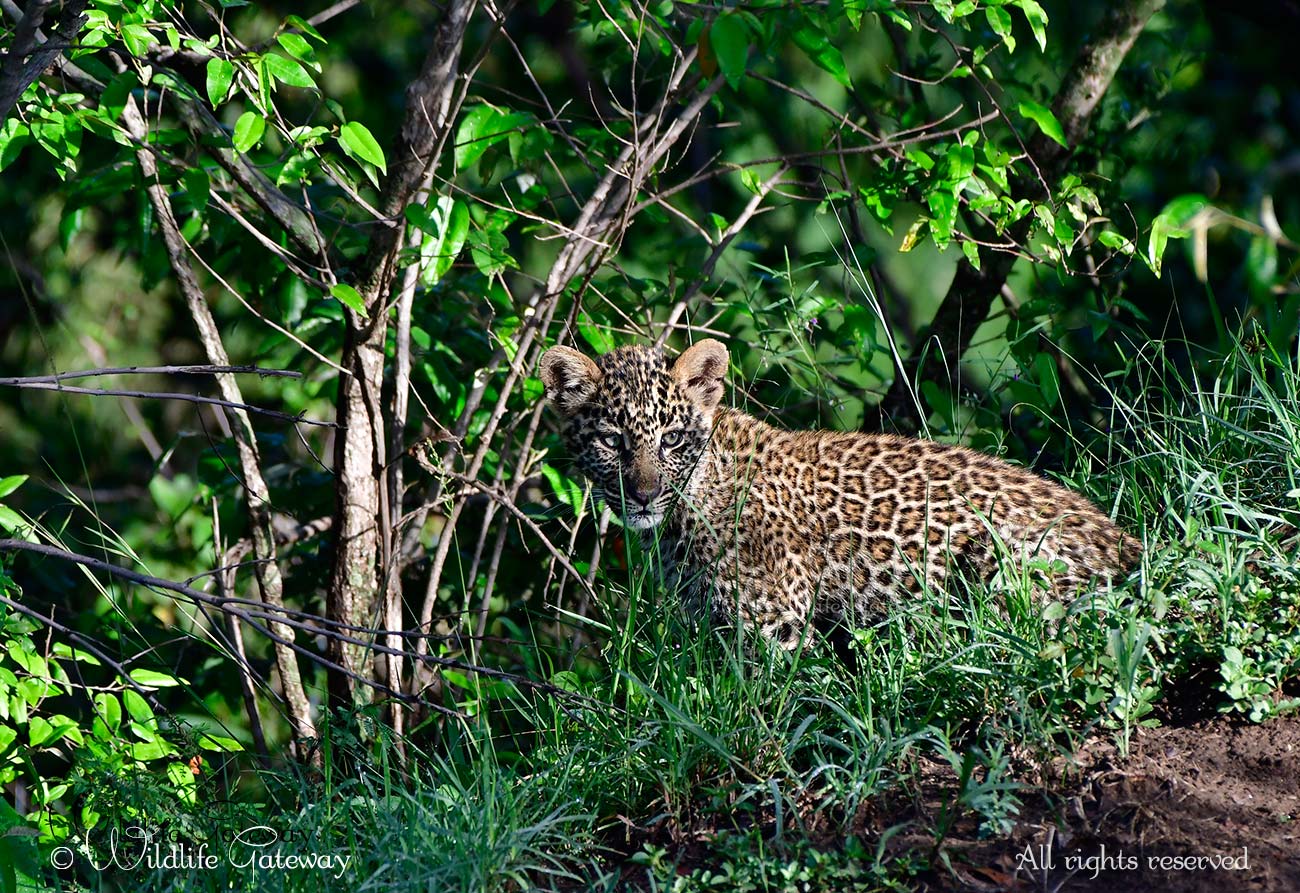 WILDLIFE GATEWAY: Amour de léopard