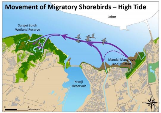 wild shores of singapore: Mandai mangrove and mudflats to be Nature ...