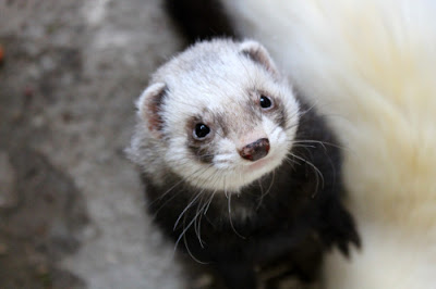 FERRETS-Am I right animal for you?