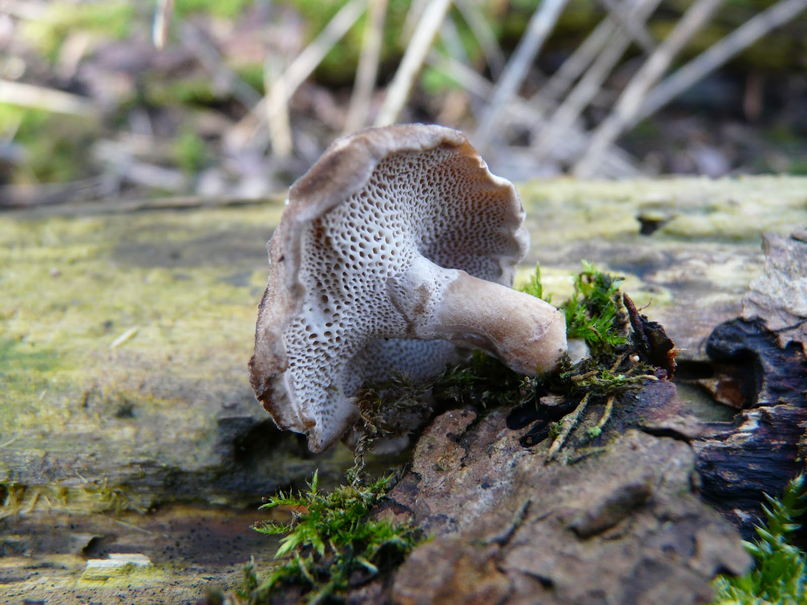 Tophill Low Nature Reserve: Fungi
