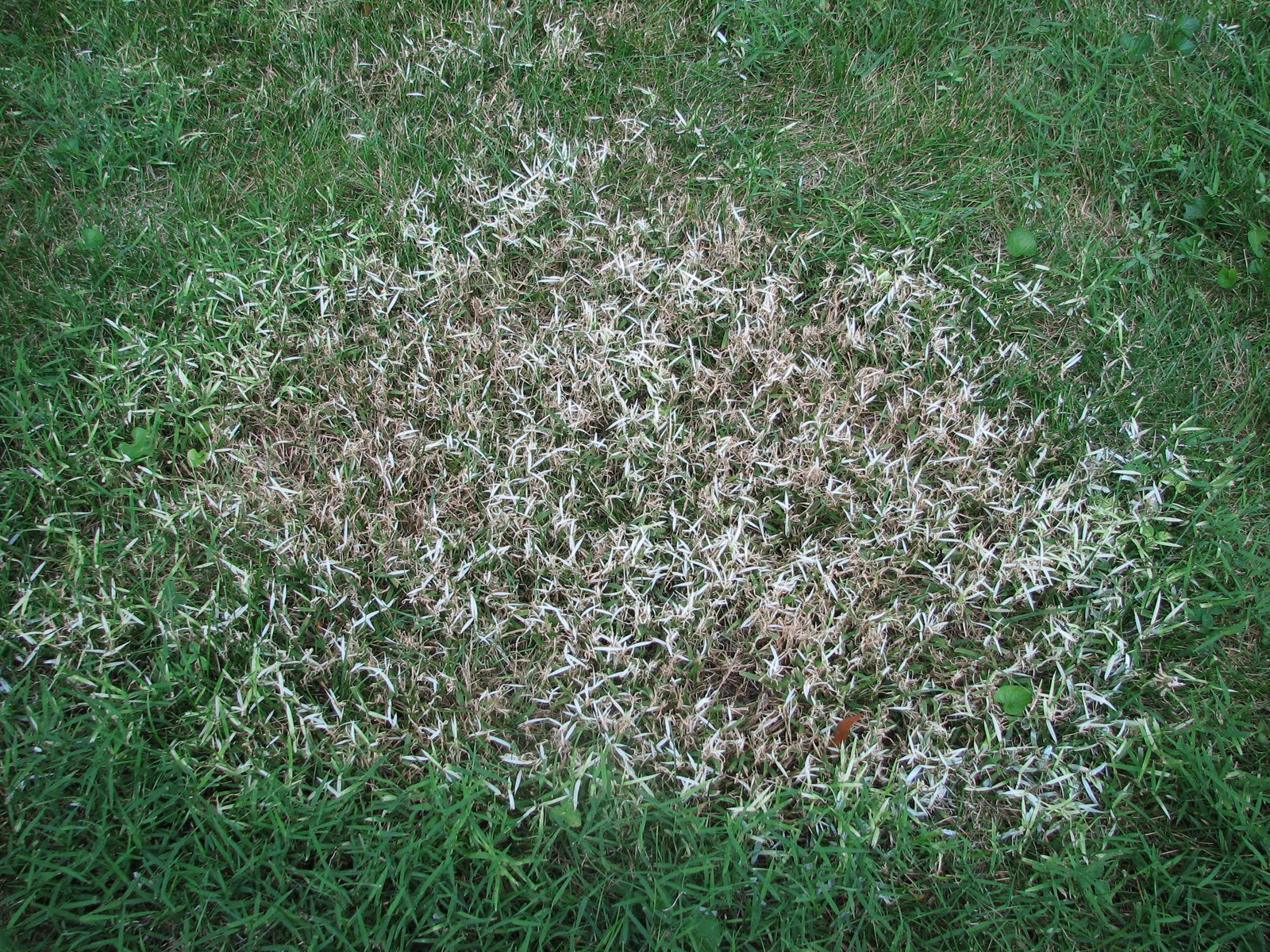 iaTURF: NIMBLEWILL CONTROL: SECOND INSTALLMENT