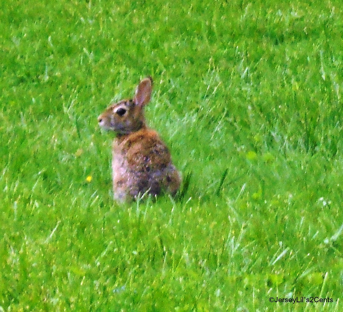 JerseyLil's 2 Cents: Images of Spring