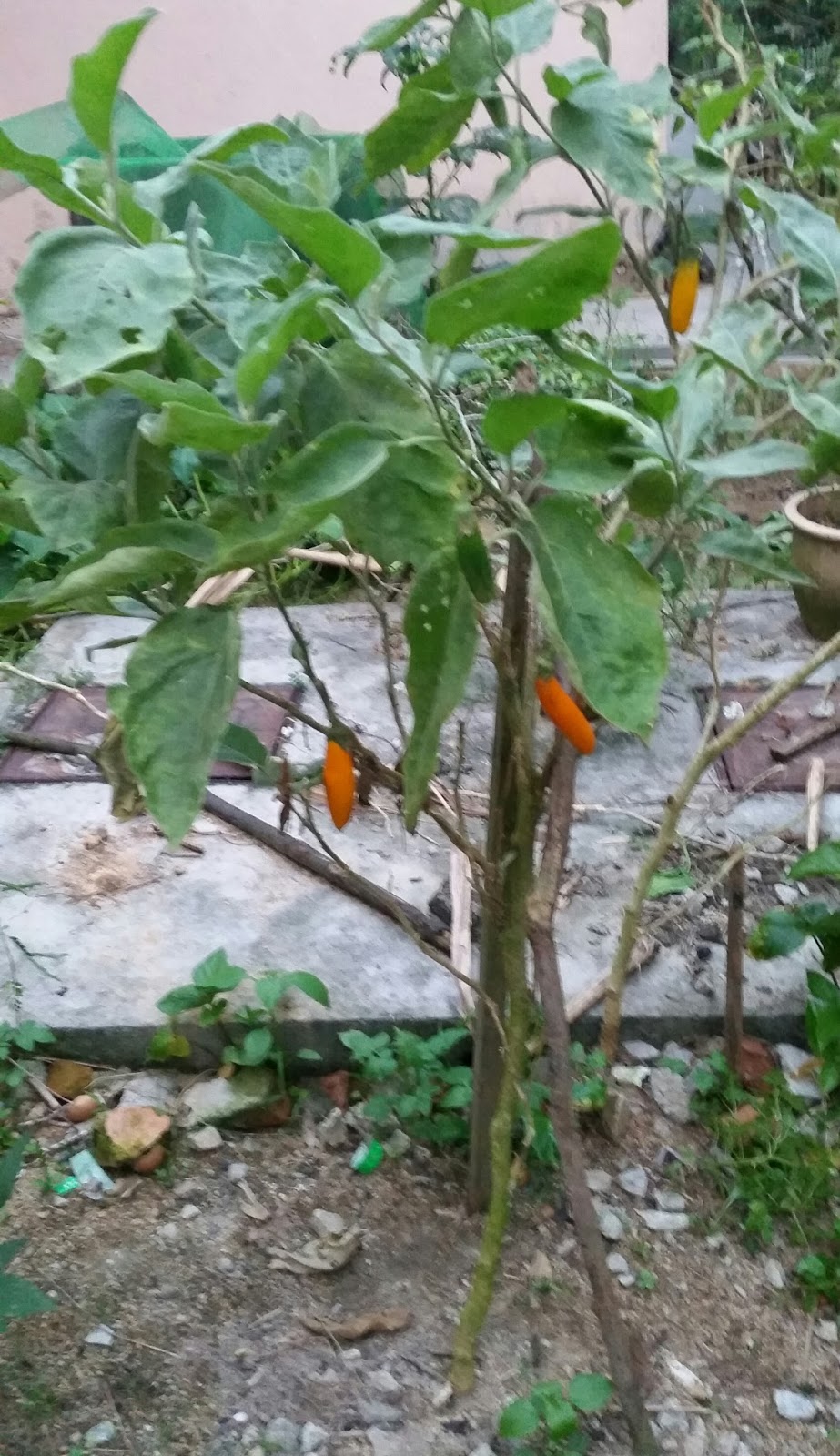 Warisan Petani: Pokok Terung Telunjuk.