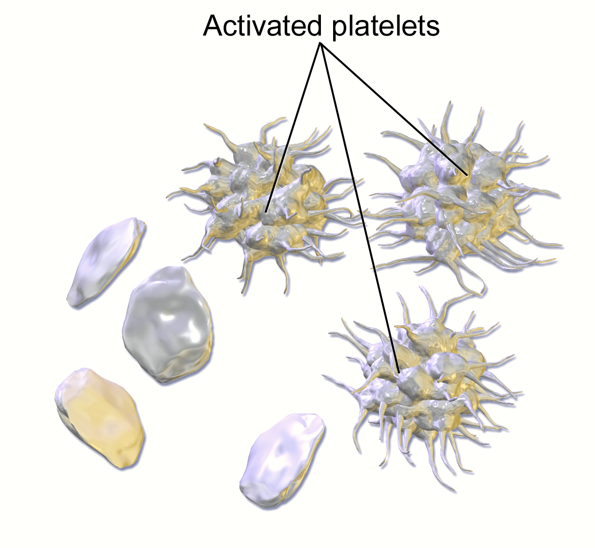 Seven Days per Week: SPM Biology 10 Transport (Part 4)
