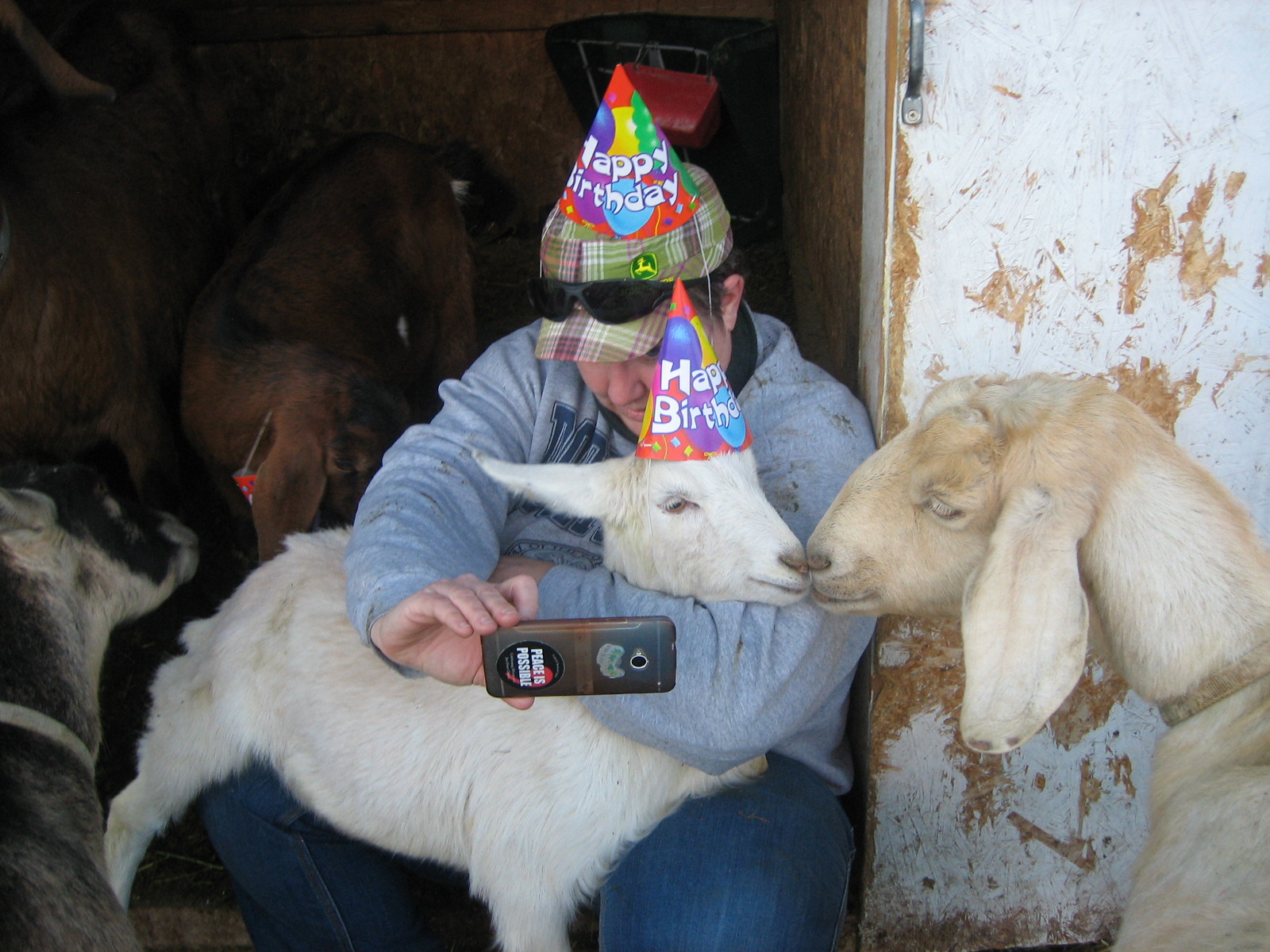 Westfarm Goats: Snowdrop's birthday party