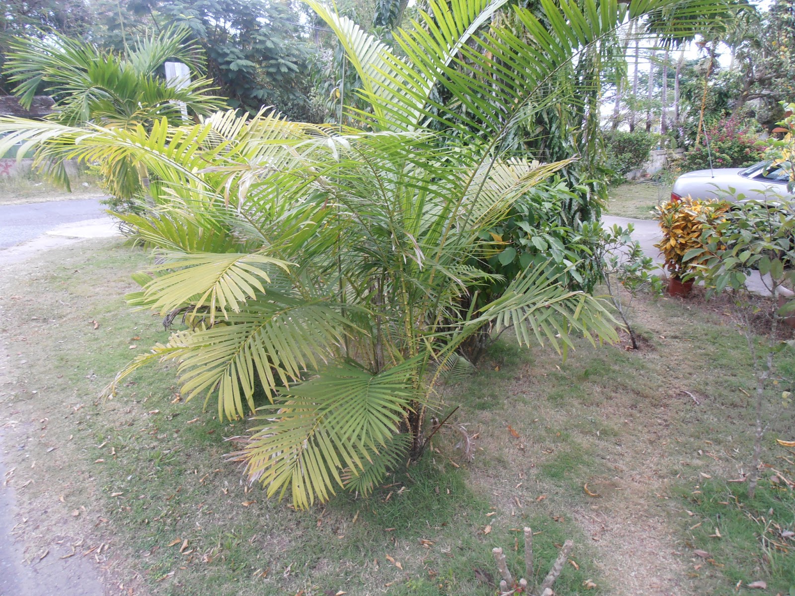 Flora de Puerto Rico Ilustrada Papo Vives: ARECACEAE Calamus sps Palma ...