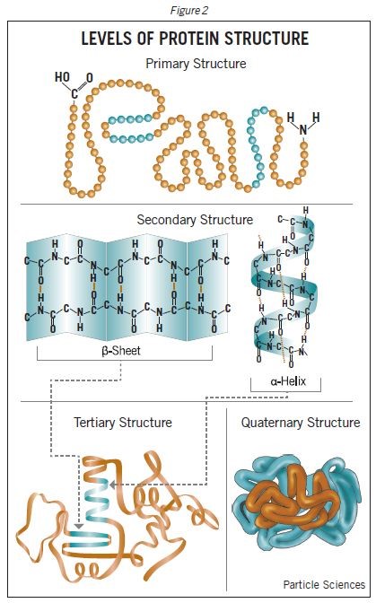 Analisis Pembentukan Struktur Sekunder Dan Tersier Pada Protein