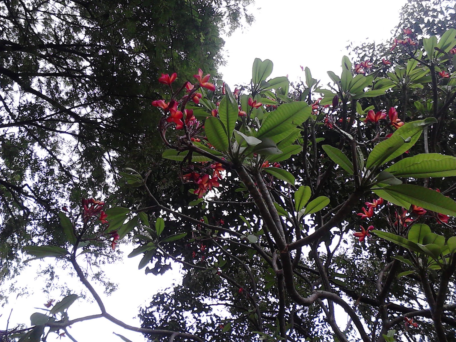 Garden Care Simplified: Red Champa Frangipani Flowering Plant Care and ...