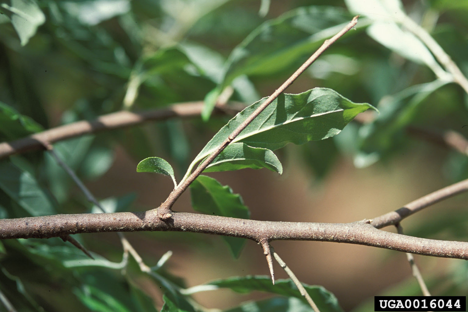 Earth and Space News: Tree Twig Anatomy: Ecosystem Stress, Growth Rates ...