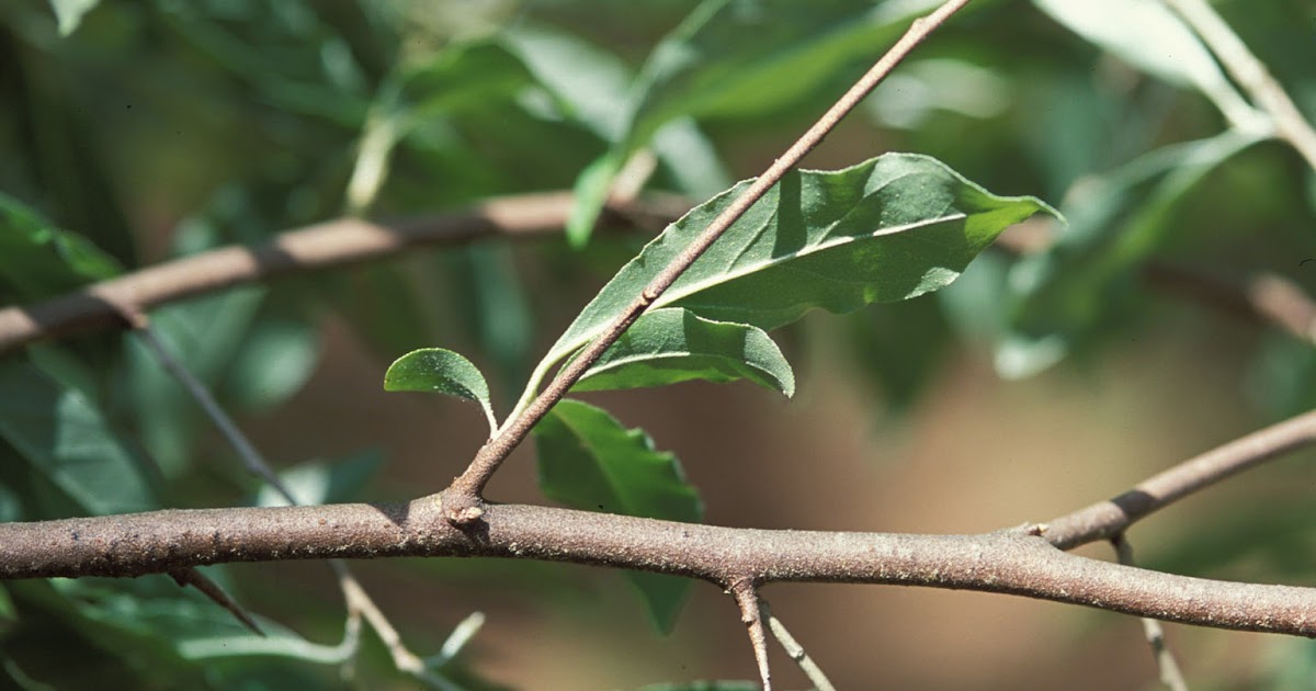 Earth and Space News: Tree Twig Anatomy: Ecosystem Stress, Growth Rates ...