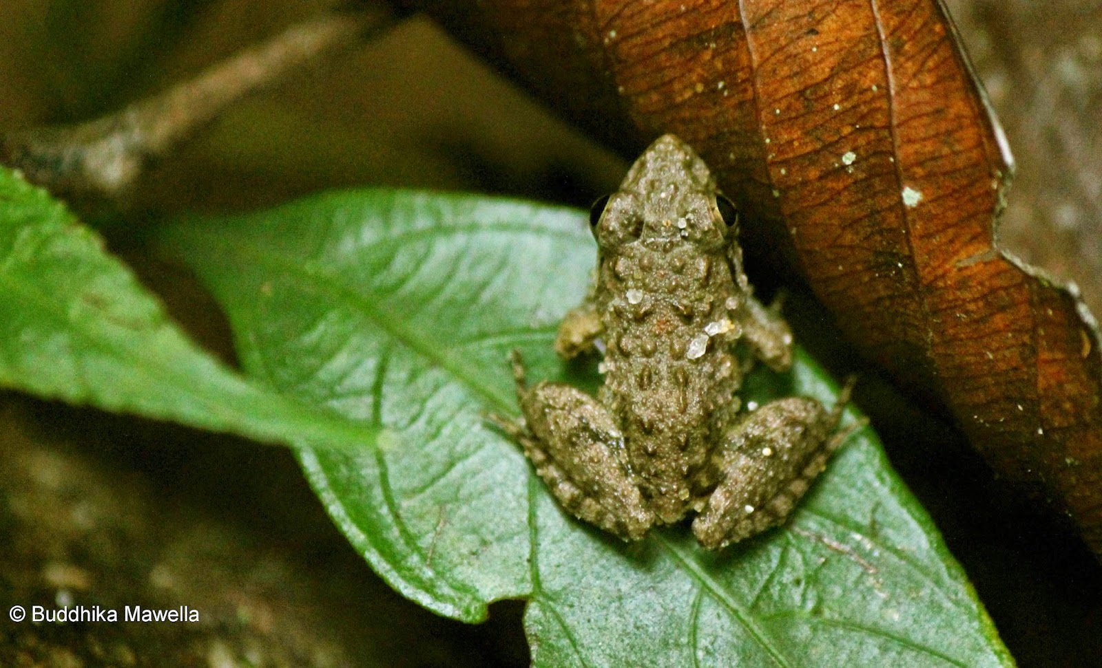 Lanka Nature Summary: Common paddy field frog (Fejervarya limnocharis)
