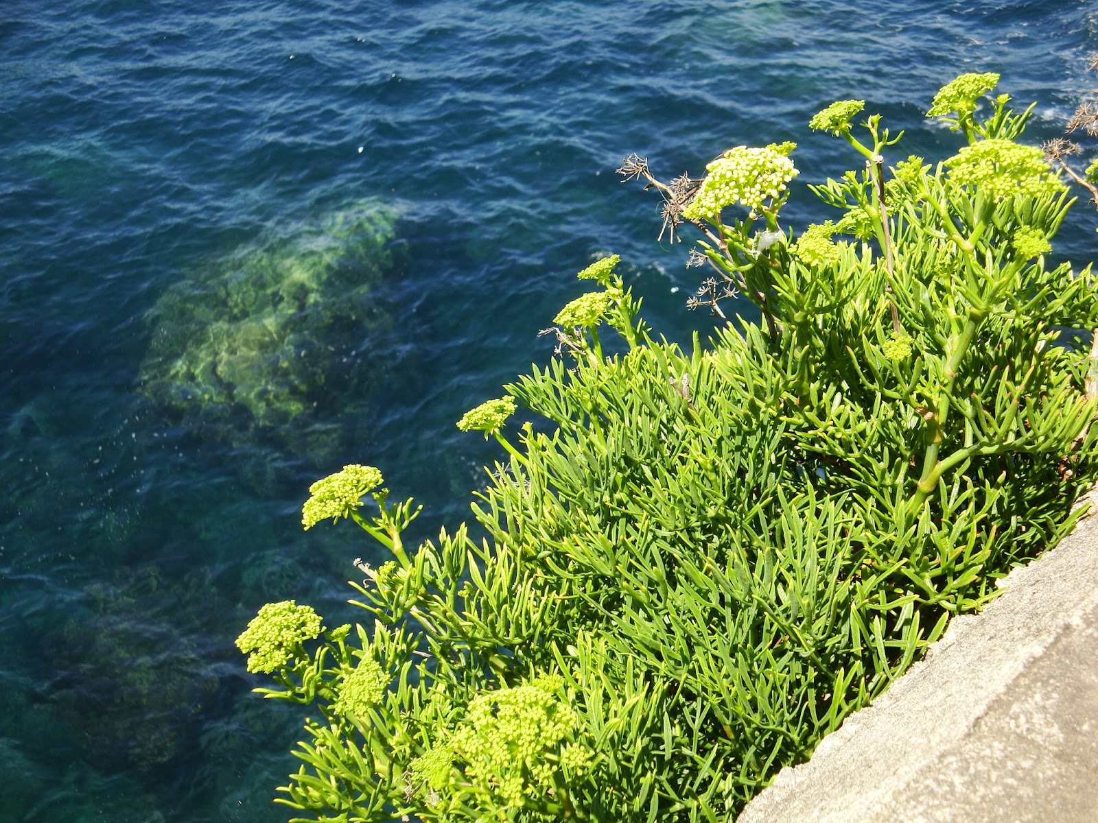 HI HA TRENQUES FERM: EL CLIMA, LA VEGETACIÓ I LA FAUNA DE LES ILLES B