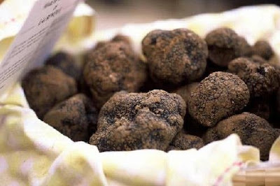 JAMUR TRUFFLE YANG MAHAL DAN LANGKA | Tips Petani