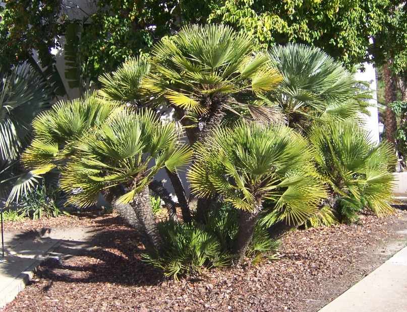 The 2 Minute Gardener: Photo - Windmill Palm (Trachycarpus fortunei)