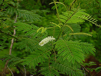 Khadira (Acacia Catechu)- Indications & Medicinal Uses - Dr. Vikram's ...