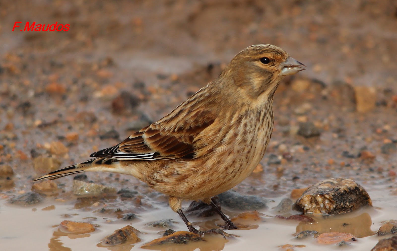 Foto Perales: Pardillo común