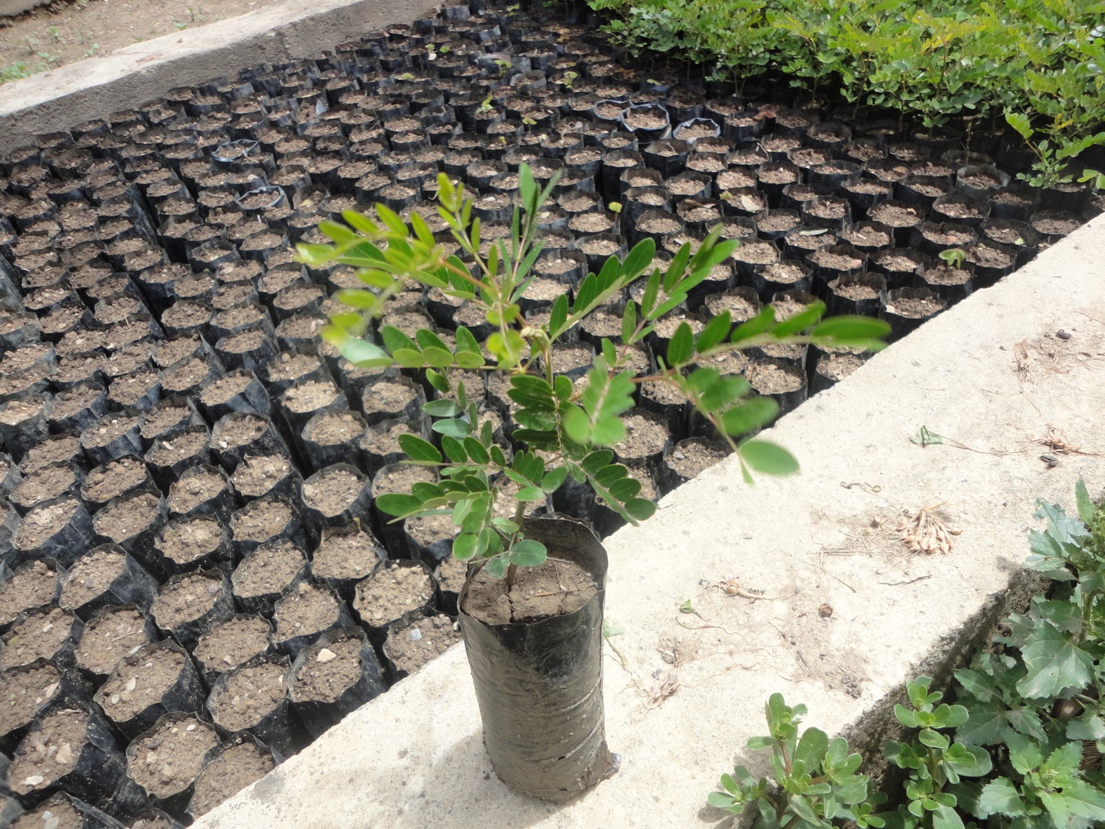 Siembra y Cultivo de Tara: Siembra y/o almacigo de la Tara