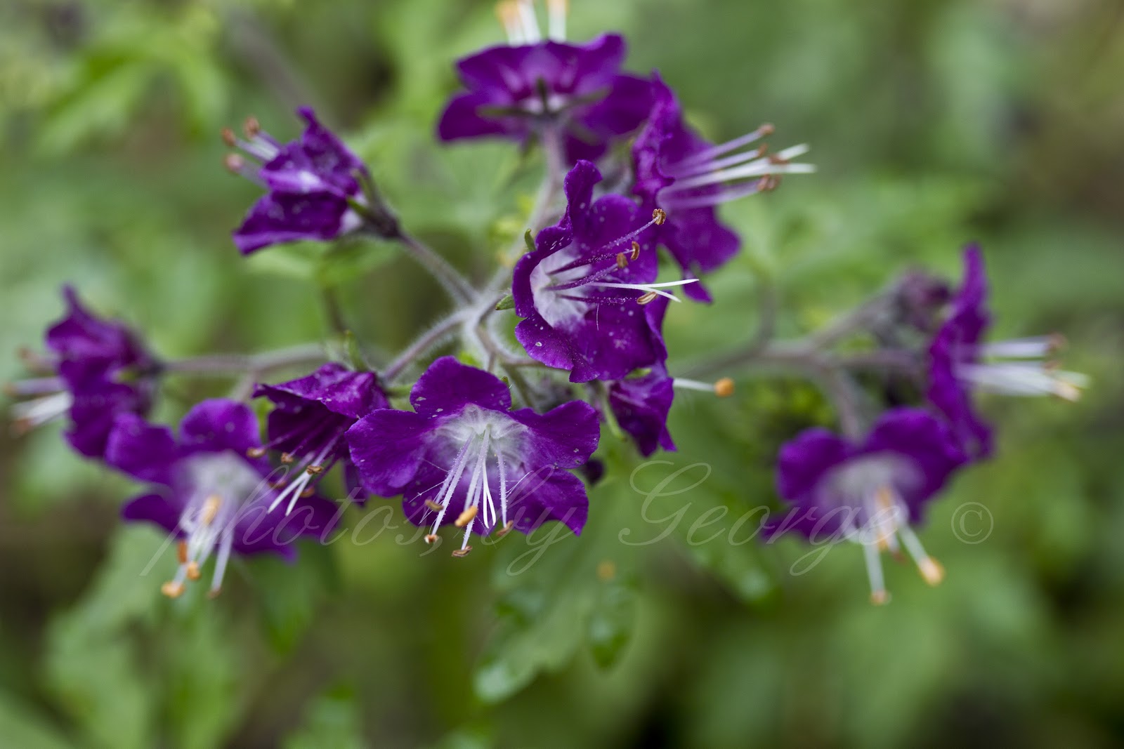 "What's Blooming Now" : Fern-leaved Phacelia, Purple Phacelia (Phacelia ...