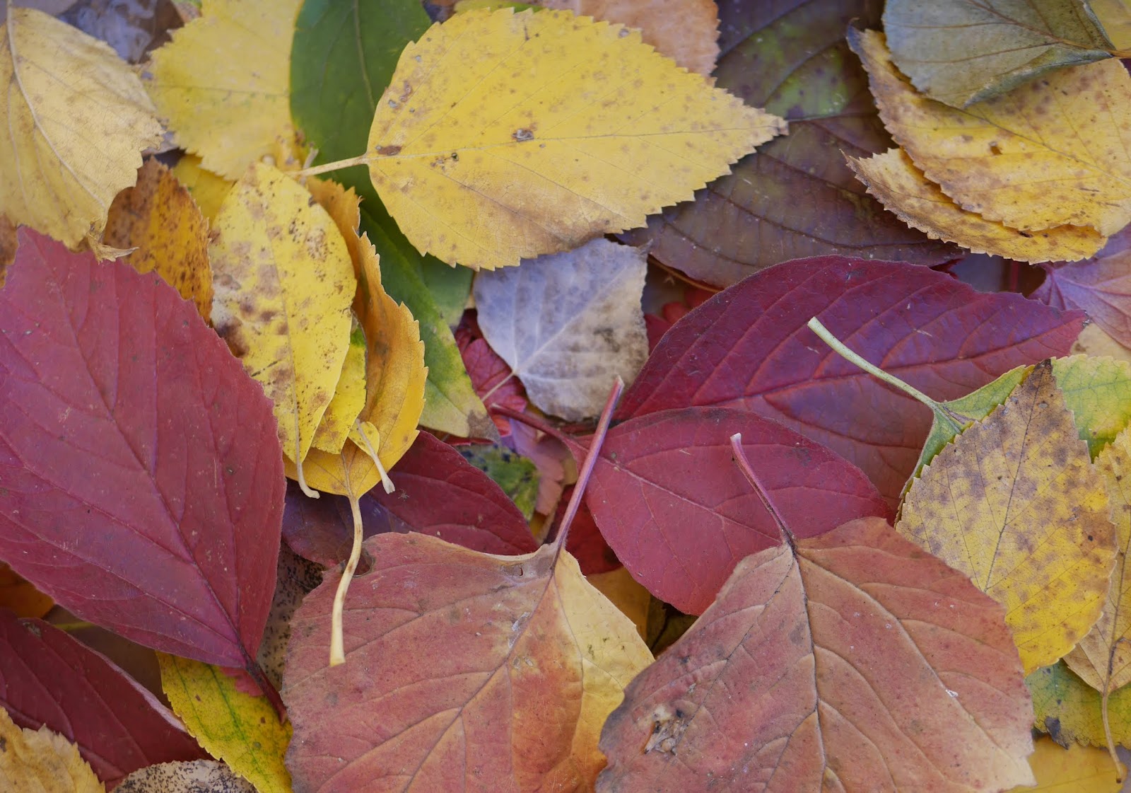 Falling Leaves – Backwoods Mama