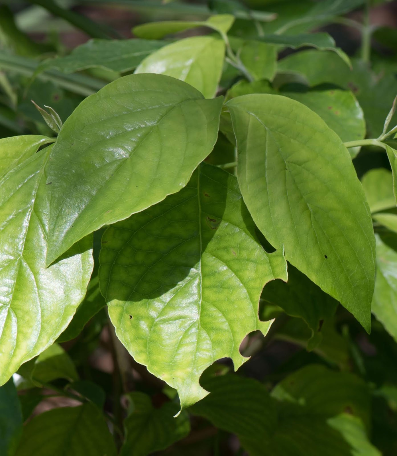 Gaia Garden: A Recent Cast of Characters in My Gardens: Pollinators and ...