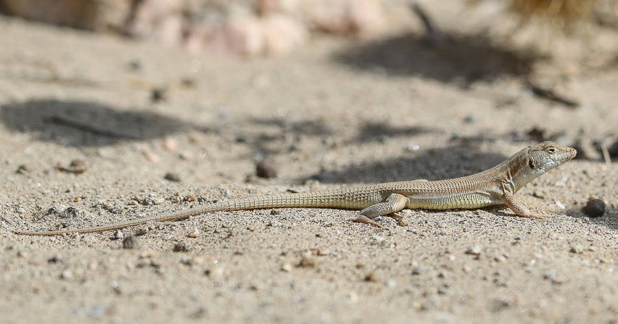 Birds of Saudi Arabia: Snake-tailed Fringe-toed Lizard - Tanoumah