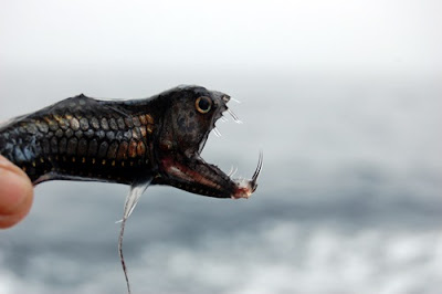 Charismatic Microfauna: Denizens of the Deep