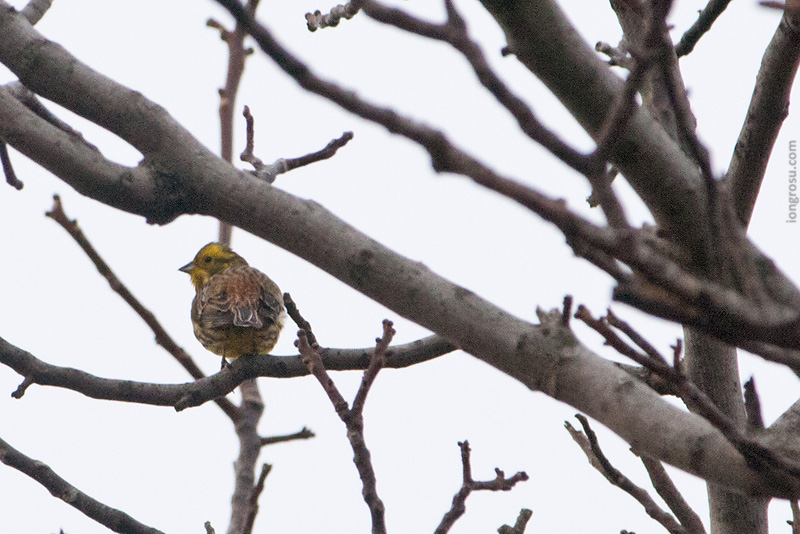 Păsări din Moldova: A opta expediţie la Goian