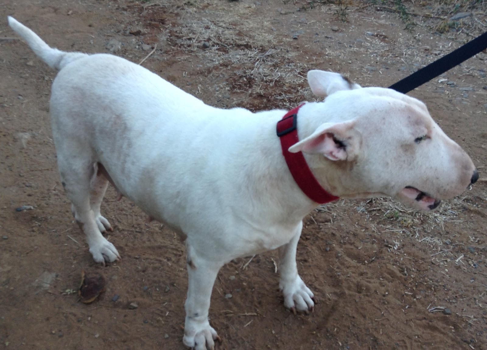 Beach Bull Terriers