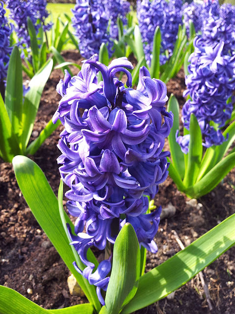 HOW TO PLANT AND GROW HYACINTHS |The Garden of Eaden