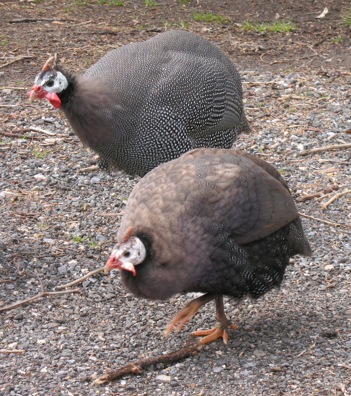 Razzberry Corner: Guineas and Their Eggs