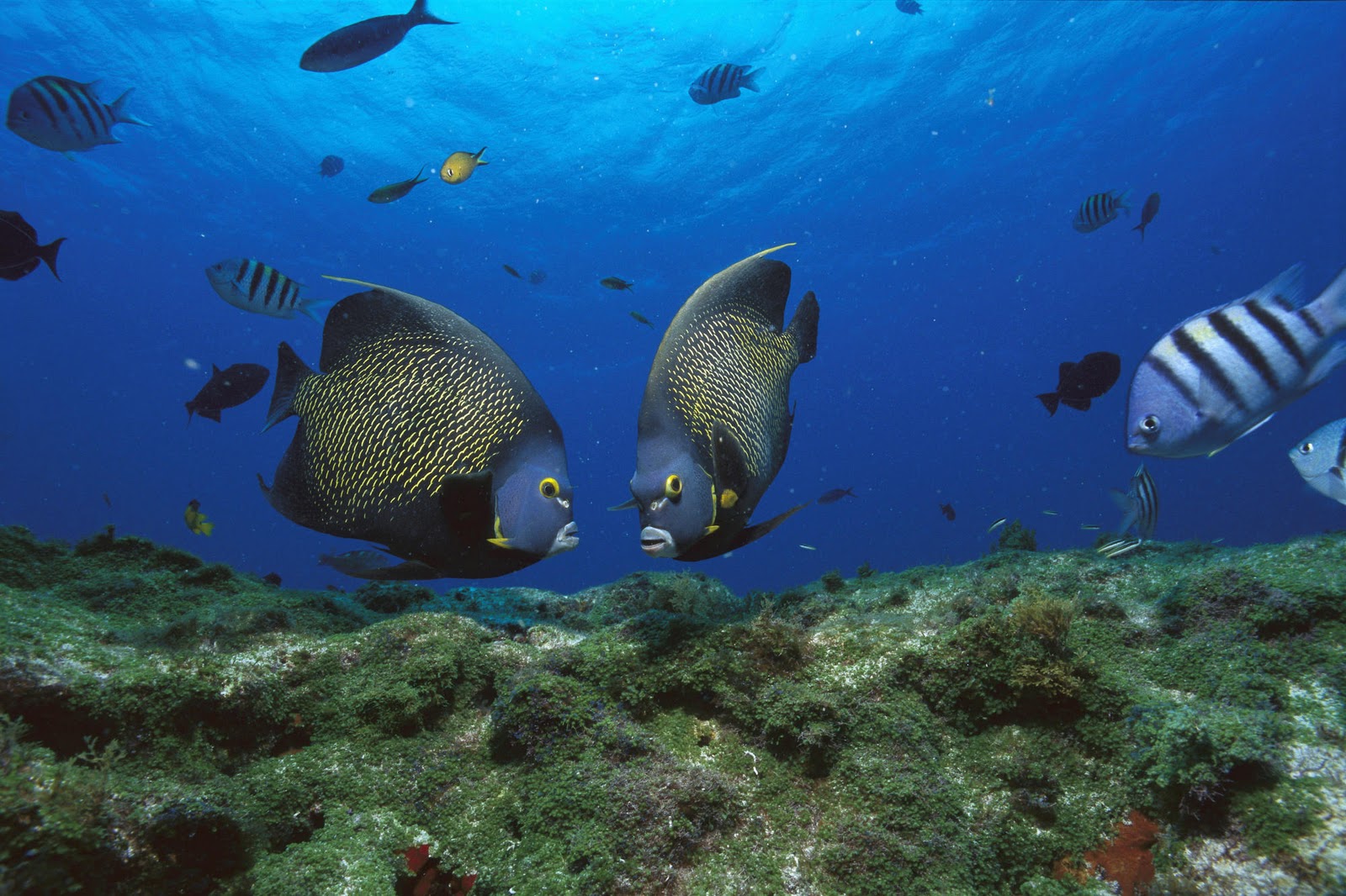 ATOL DAS ROCAS - RN - BRASIL : UM SANTUÁRIO DA NATUREZA