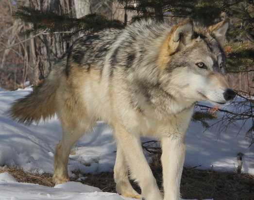 Northwestern wolf ~ Detailed Information | Photos | Videos