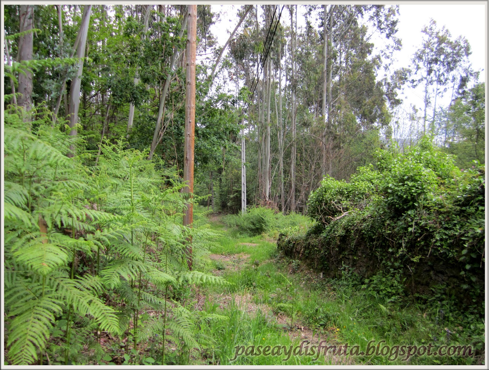 Mis paseos por Asturias: Paseo por Malleza "La pequeña Habana"