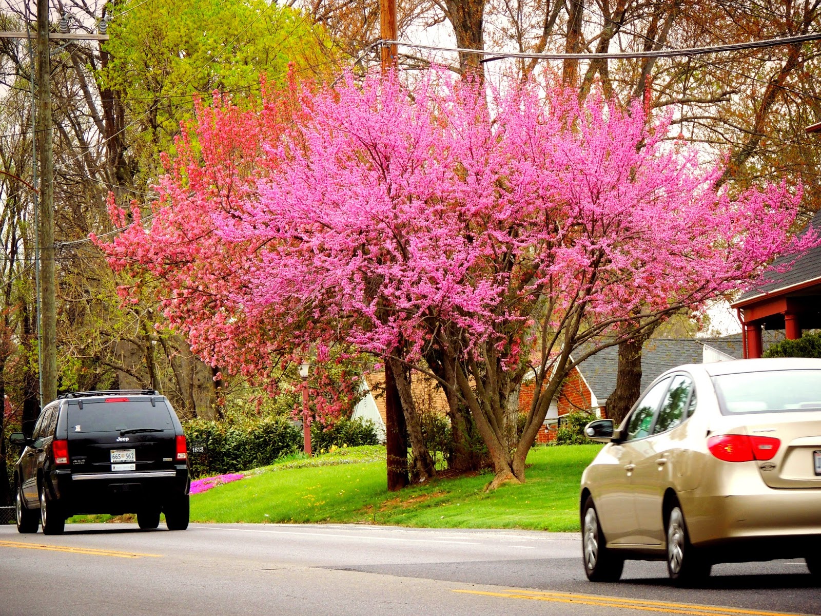 Let Your Light Shine: The Judas Tree