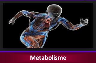 Apa itu Metabolisme dan Jenis-Jenis Metabolisme
