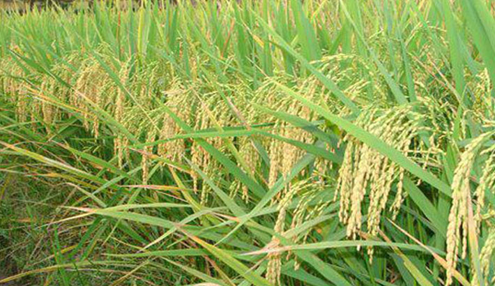 Nilphamari District: Agriculture Nilphamari District