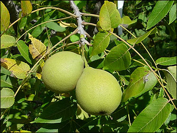 Missouri Beginning Farming: Black Walnuts: Pick Them and Clean Them Up ...