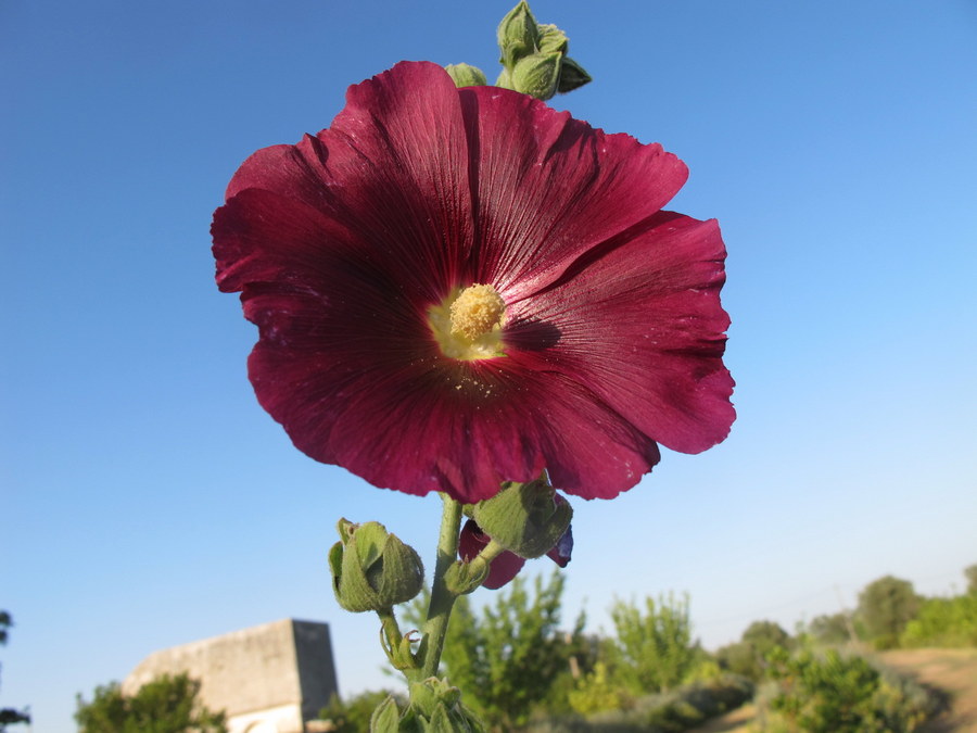FLORA NEL SALENTO e.. anche altrove: Alcea biennis Winterl - Malvaceae ...