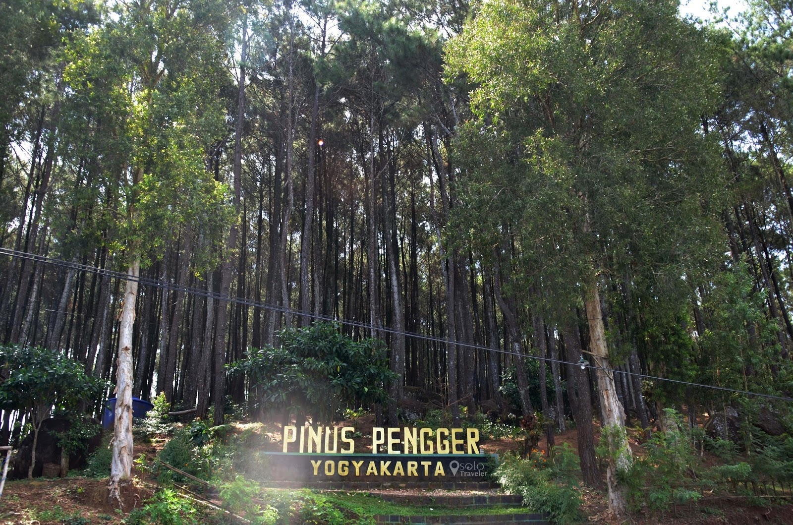 Wisata Alam Hutan Pinus Jogja