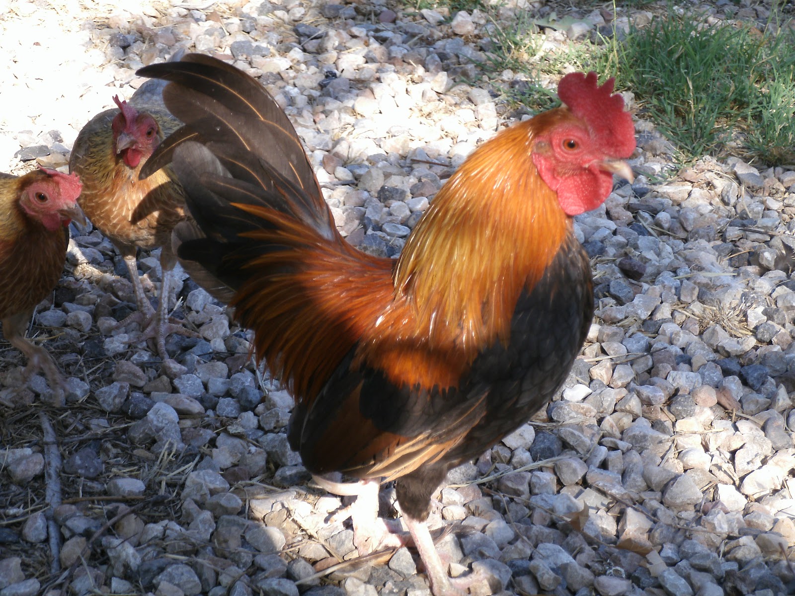 Most Colorful Rooster? | Page 3 | BackYard Chickens - Learn How to ...