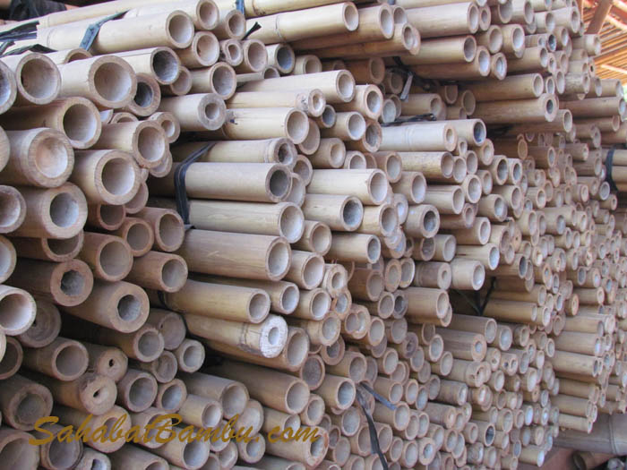 CARA TRADISIONAL MENGAWETKAN BAMBU | BUDIDAYA TANAMAN