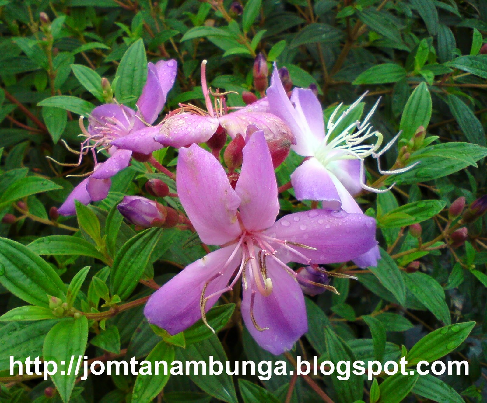 Jom Tanam Bunga: Senduduk Biru Yang Aku Rindu