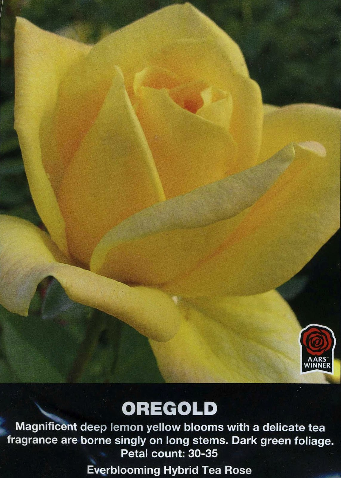 MARIETTE'S BACK TO BASICS: {Our New Roses from Costco}